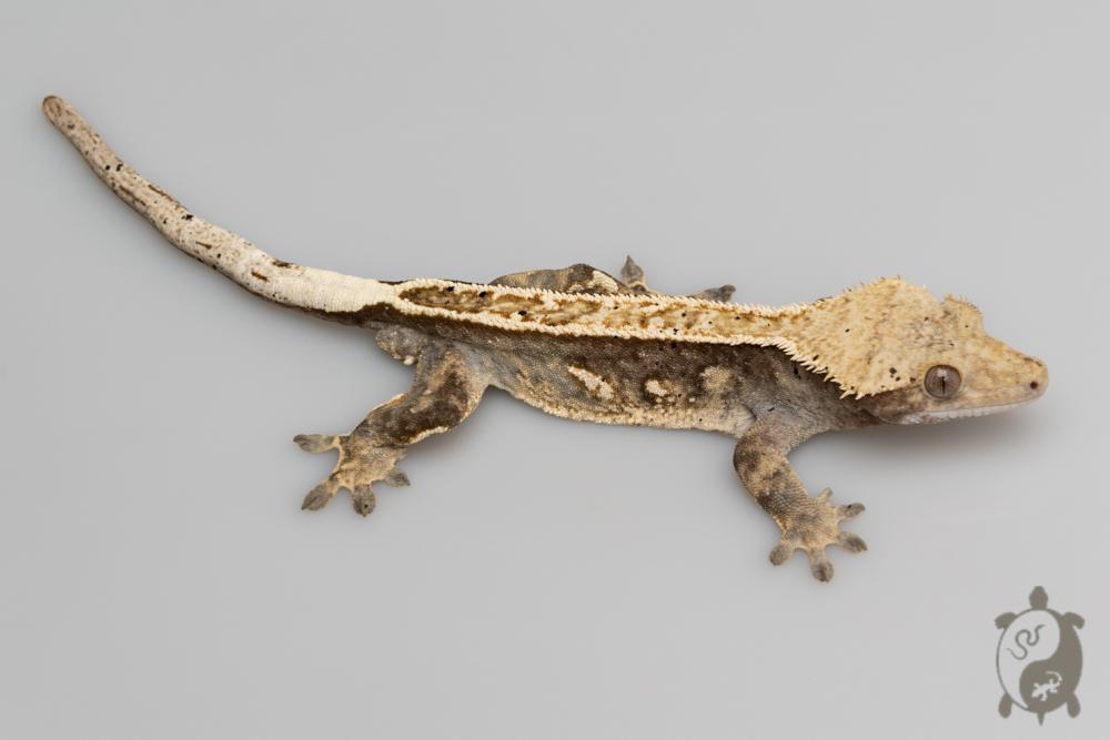 Geckos Boutique Terrario Center