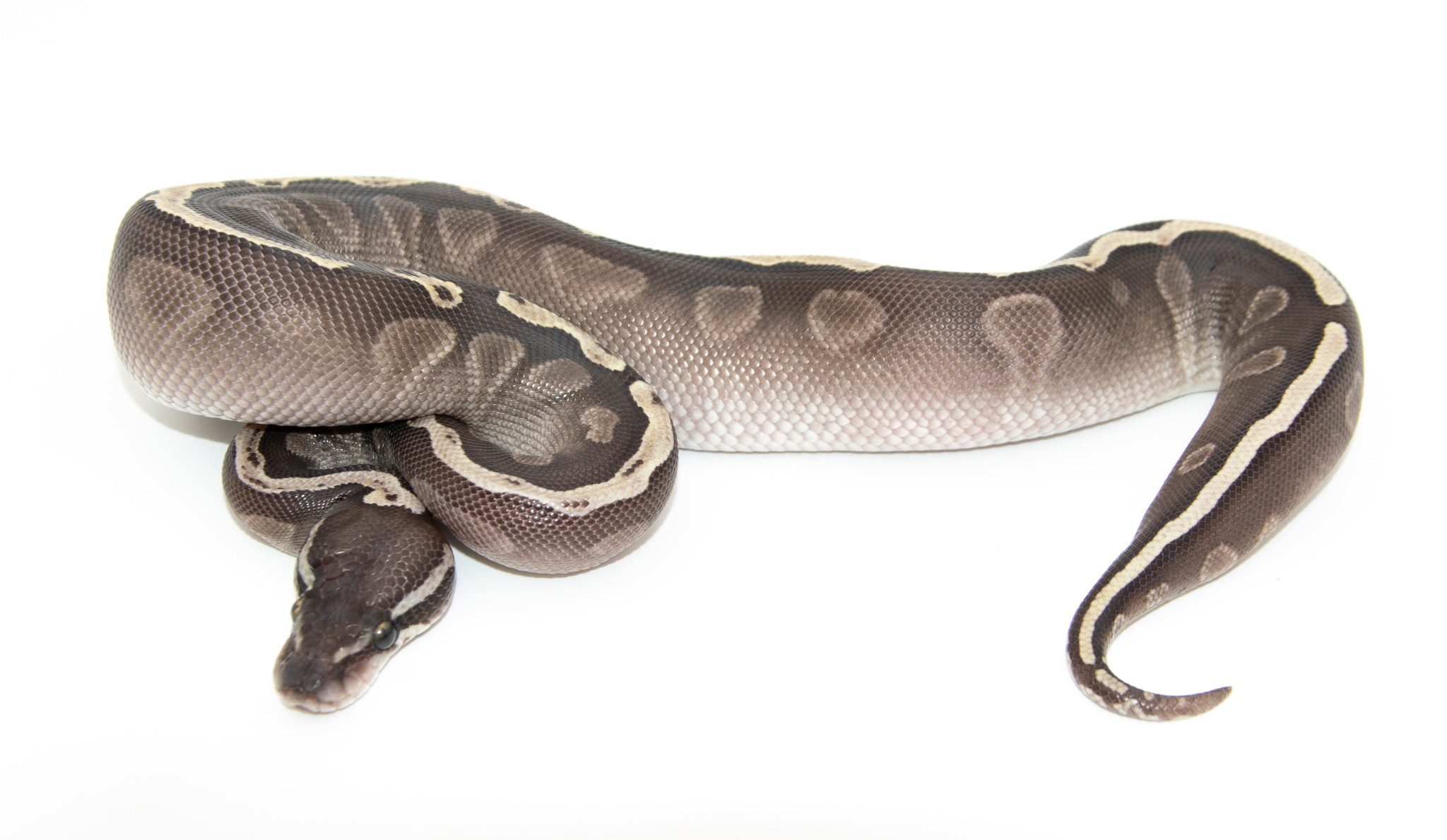 Python regius GHI