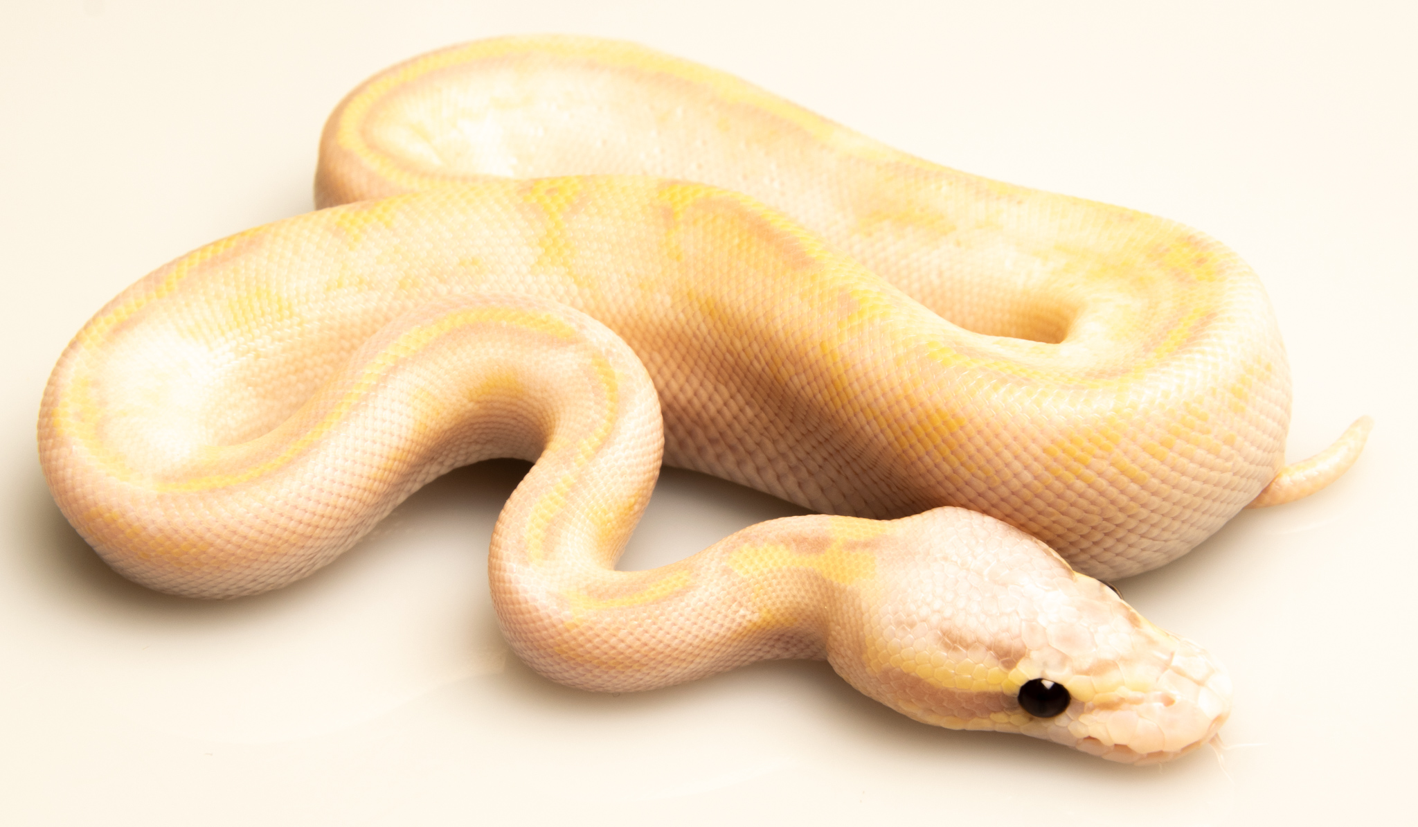 Python regius Ivory Pastel