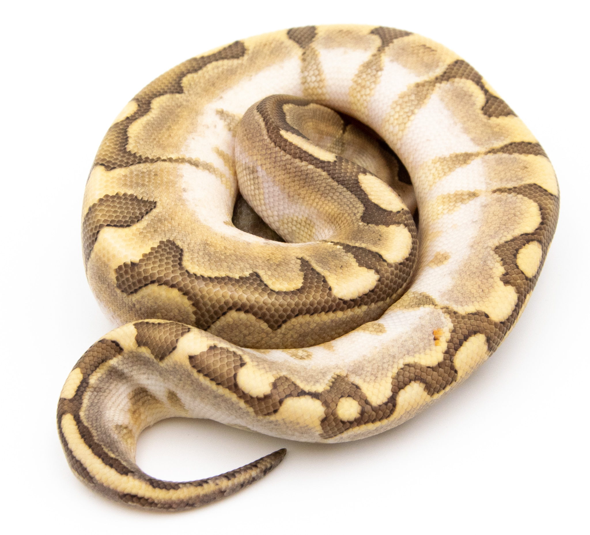 Python royal - Python regius Bamboo Enchi Fire Pinstripe