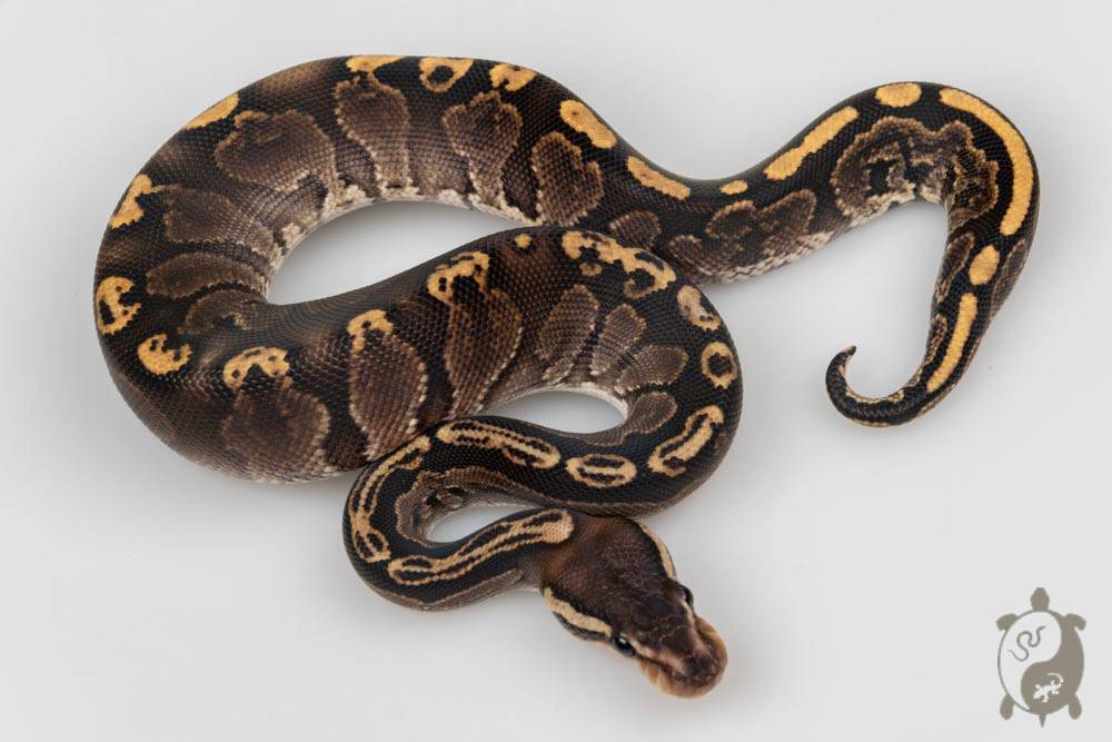 Python regius Black Pastel GHI