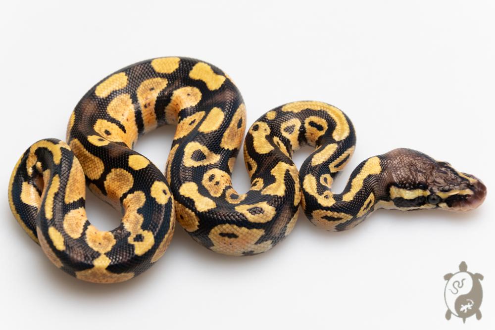 Python royal - Python regius Pastel het Desert Ghost