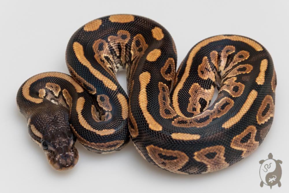 Python regius Cinnamon
