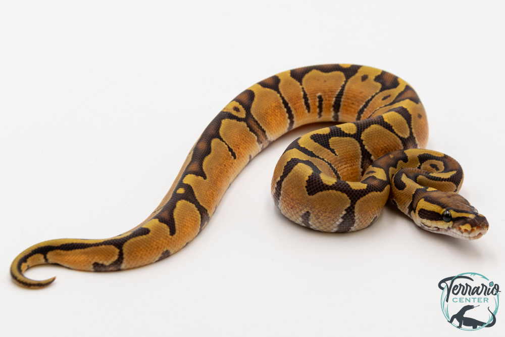 Python regius Banana Yellow Belly
