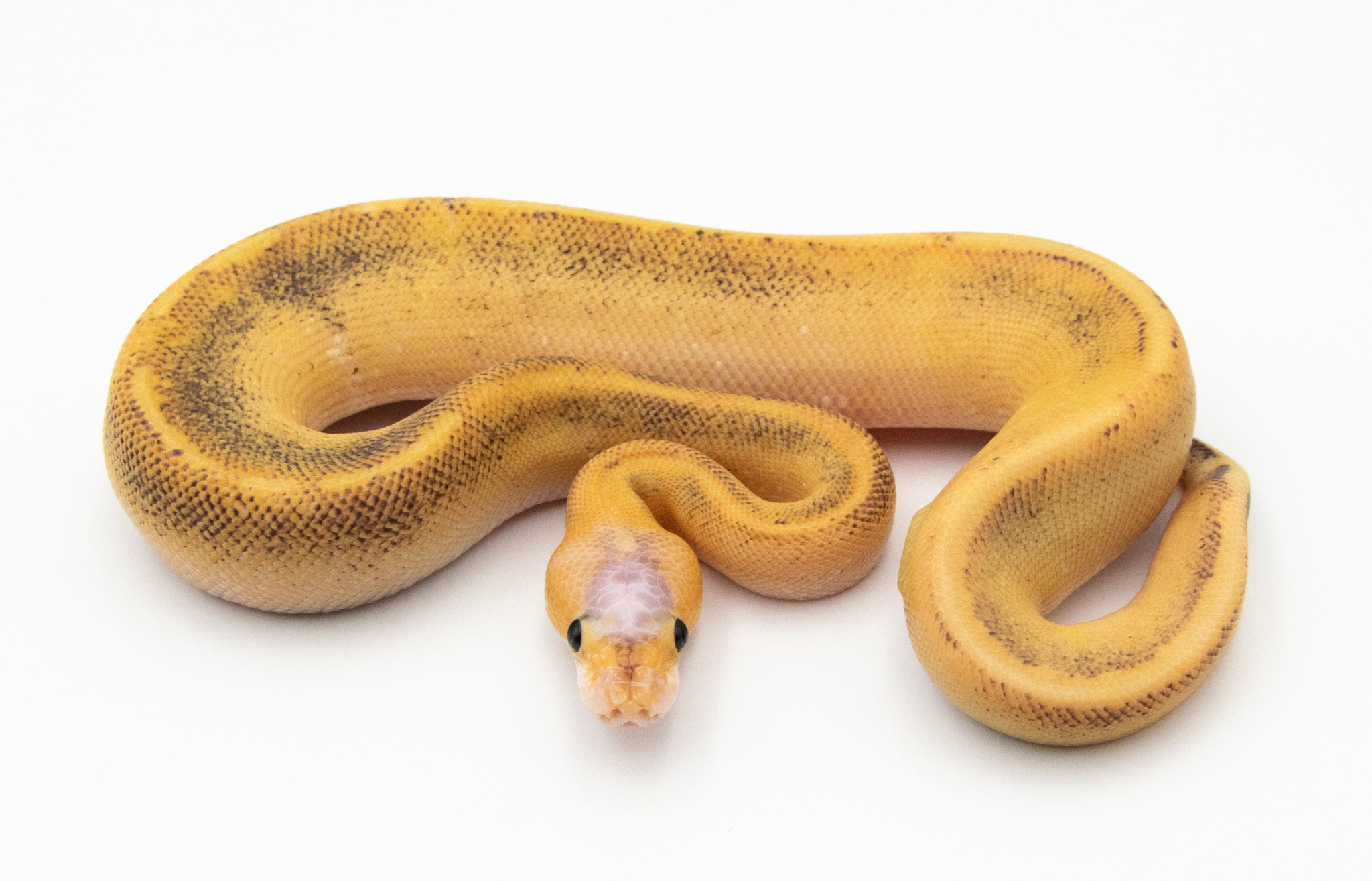 Python regius Champagne Vanilla