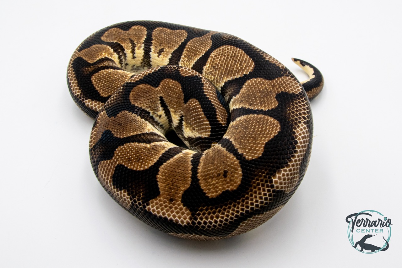 Python royal - Python regius Double het Pied Albinos - Adulte
