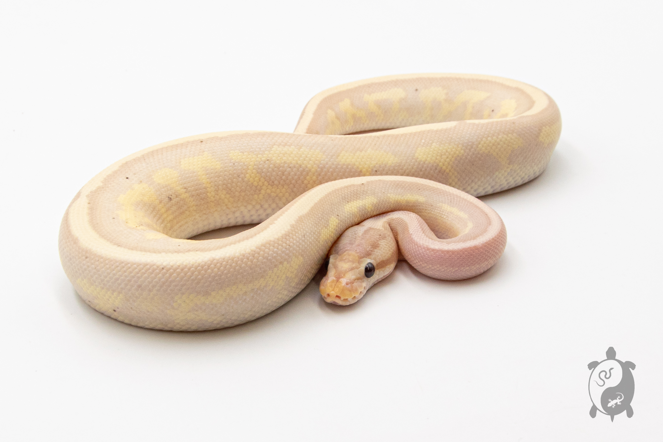 Python regius Super Stripe Banana