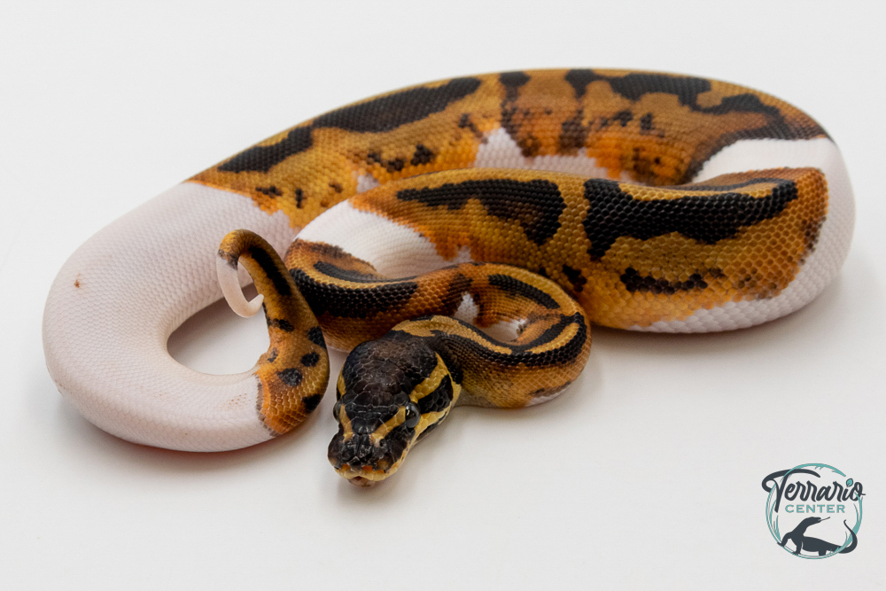 Python regius Piebald