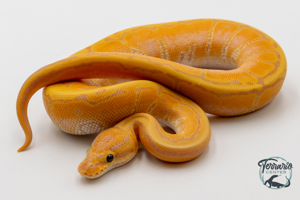 Python regius Banana Pinstripe