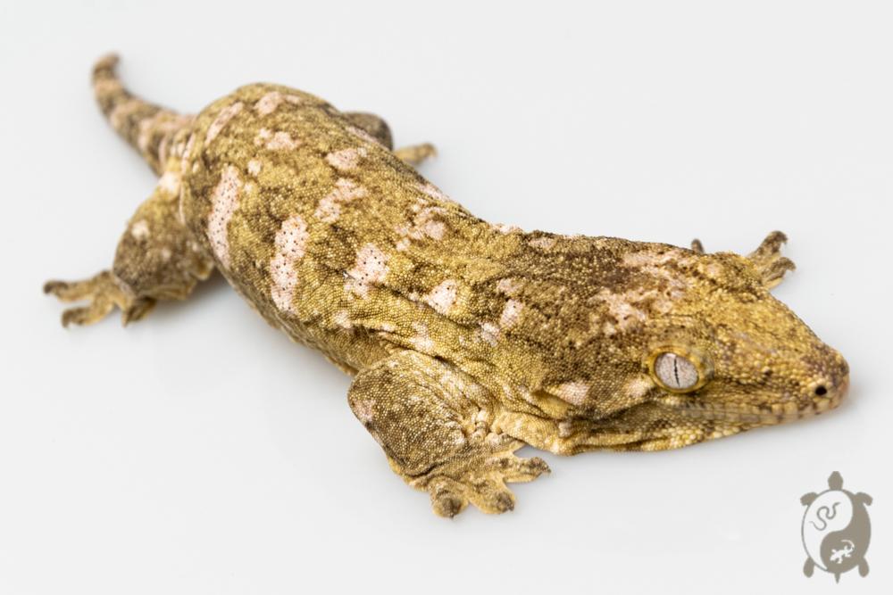 Geckos Boutique Terrario Center