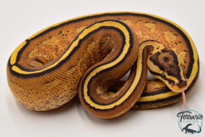 Python regius Super Stripe