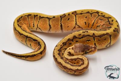 Python regius Lemon Blast