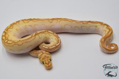 Python royal - Python regius Banana Clown Lesser