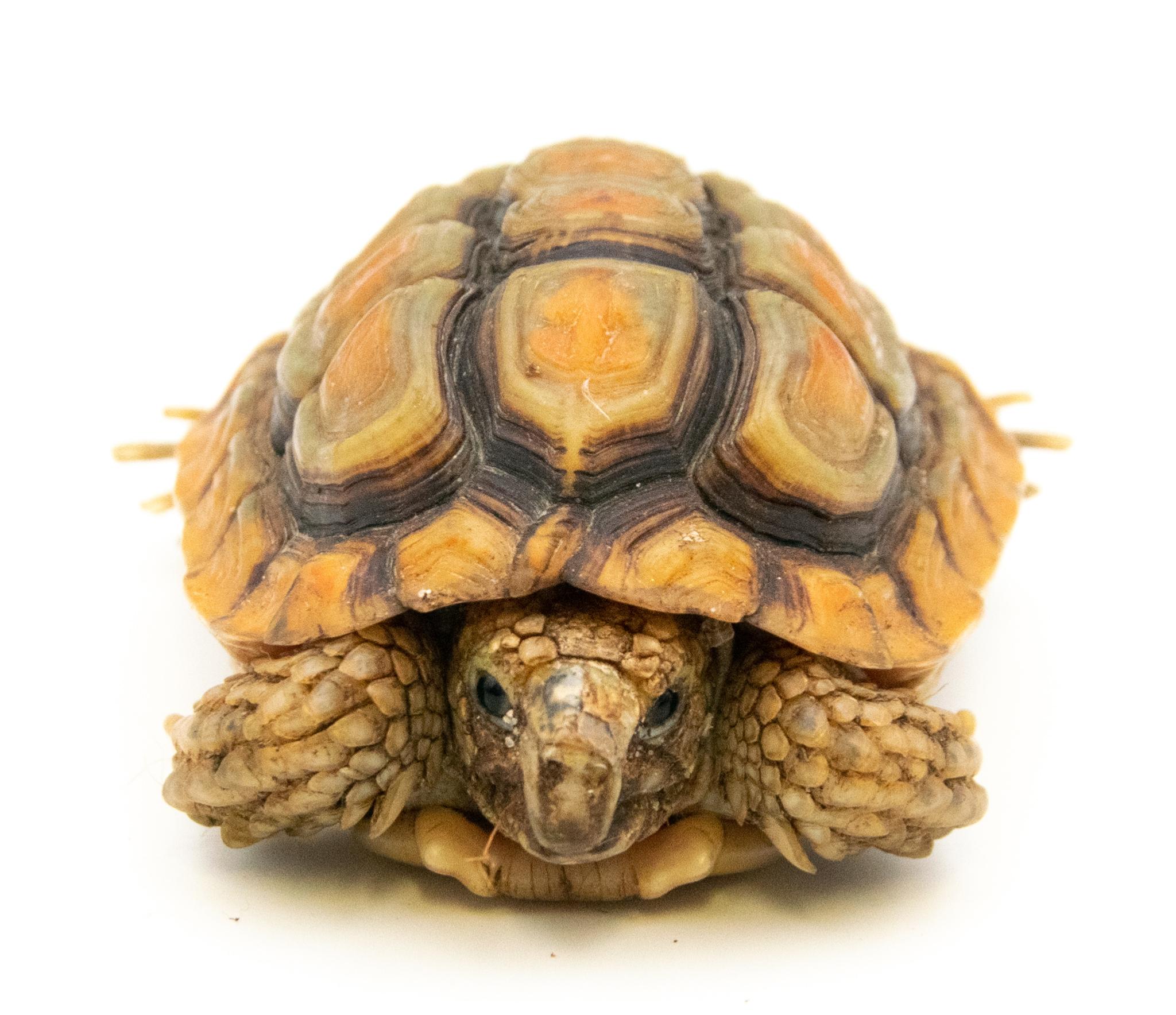 Homopus aerolatus homopode aérolé male 250228500105524