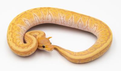 Python regius Banana Phantom Pinstripe