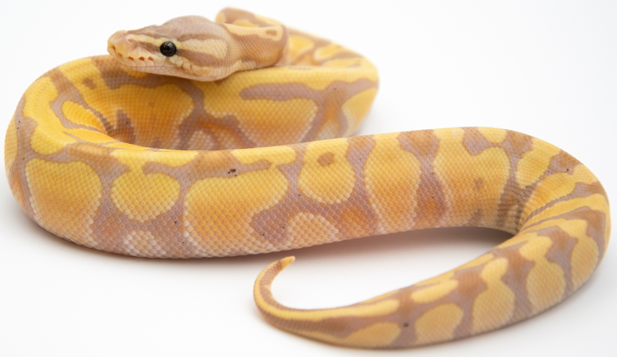 Python Regius Banana desert ghost