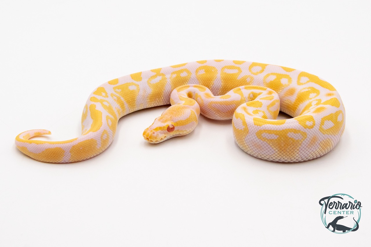 Python regius Albinos