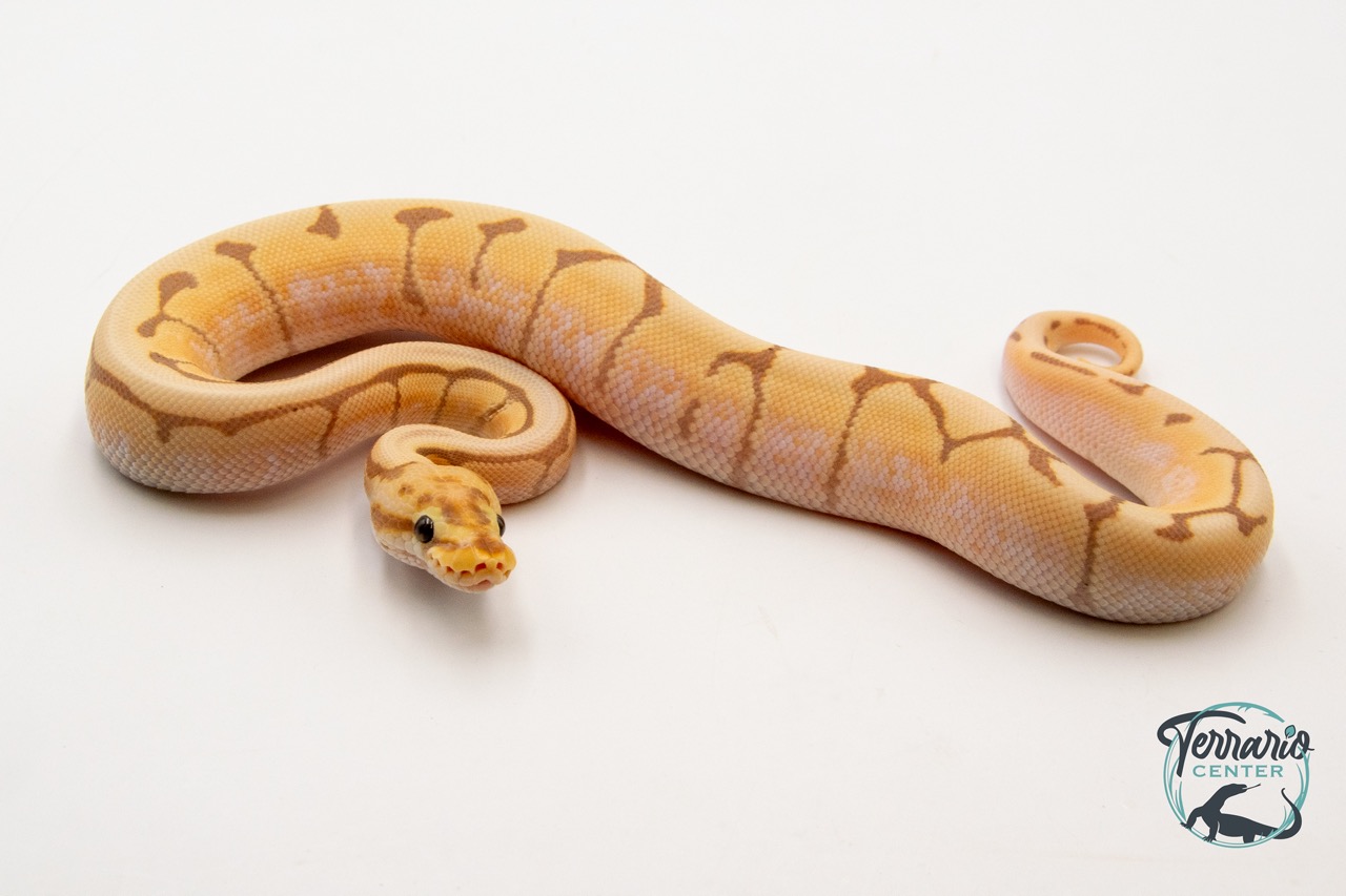 Python regius Banana Spider