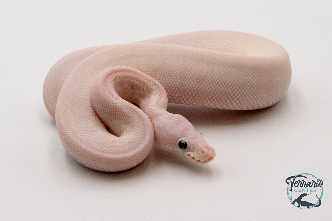 Python royal - Python regius Leucistic Spider