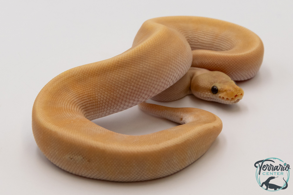Python regius Banana Mojave