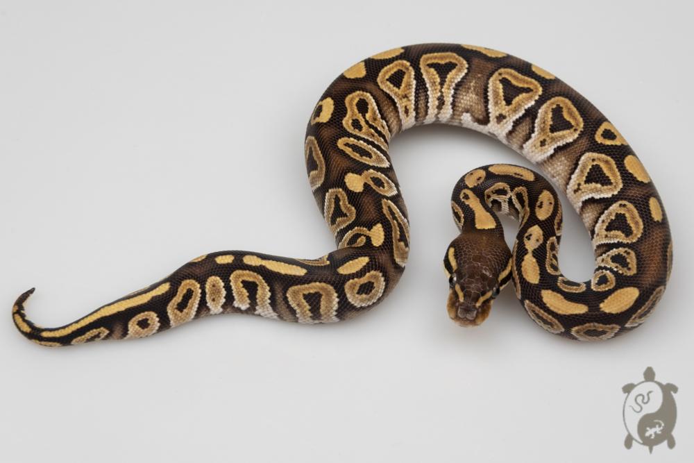 Python regius Phantom