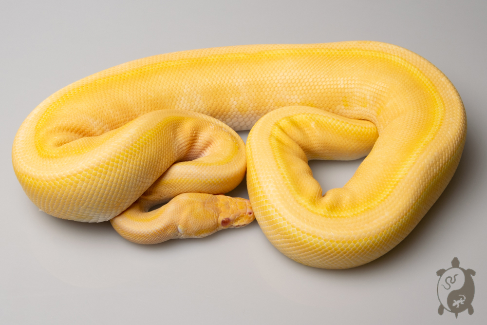 Python regius Albinos Genetic Stripe