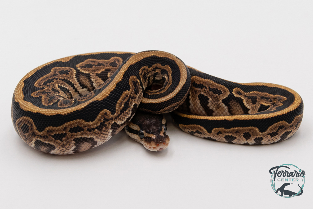 Python royal - Python regius Black Pastel