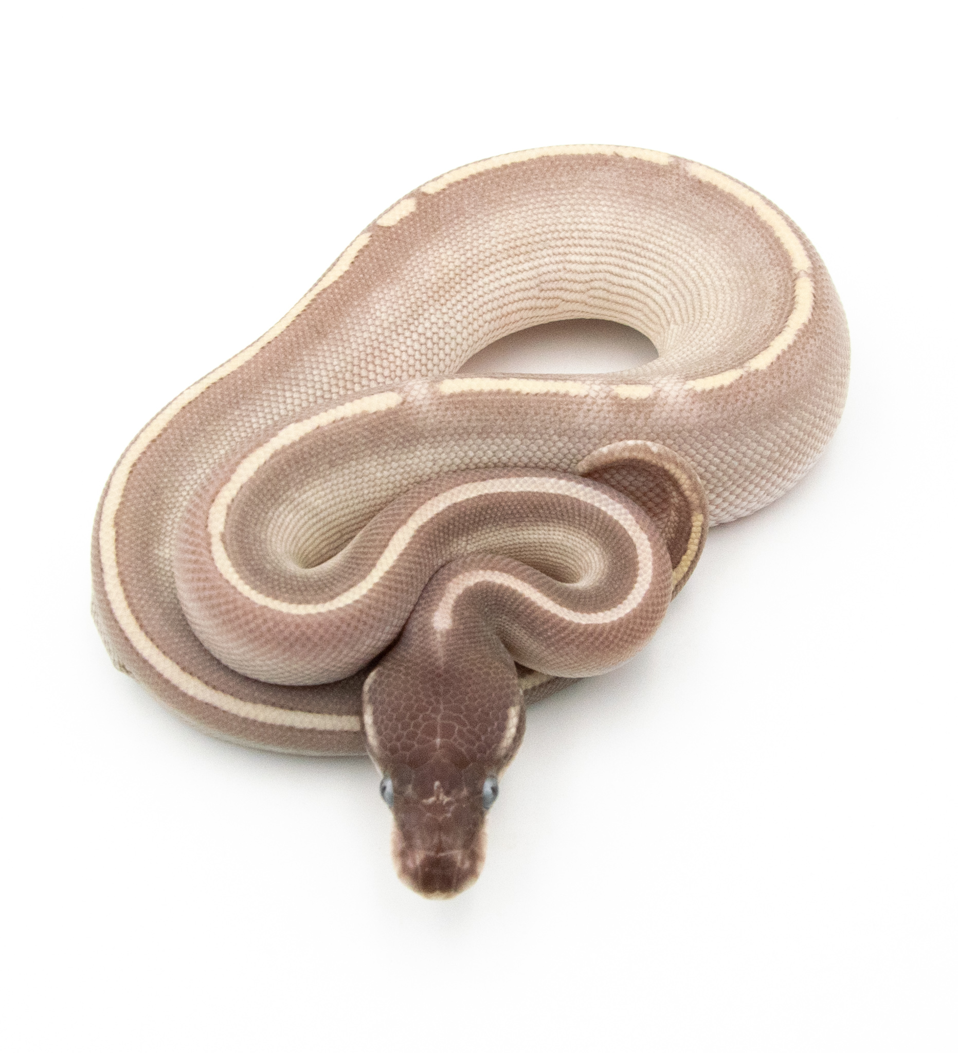 Python royal - Python regius Super Phantom Pinstripe