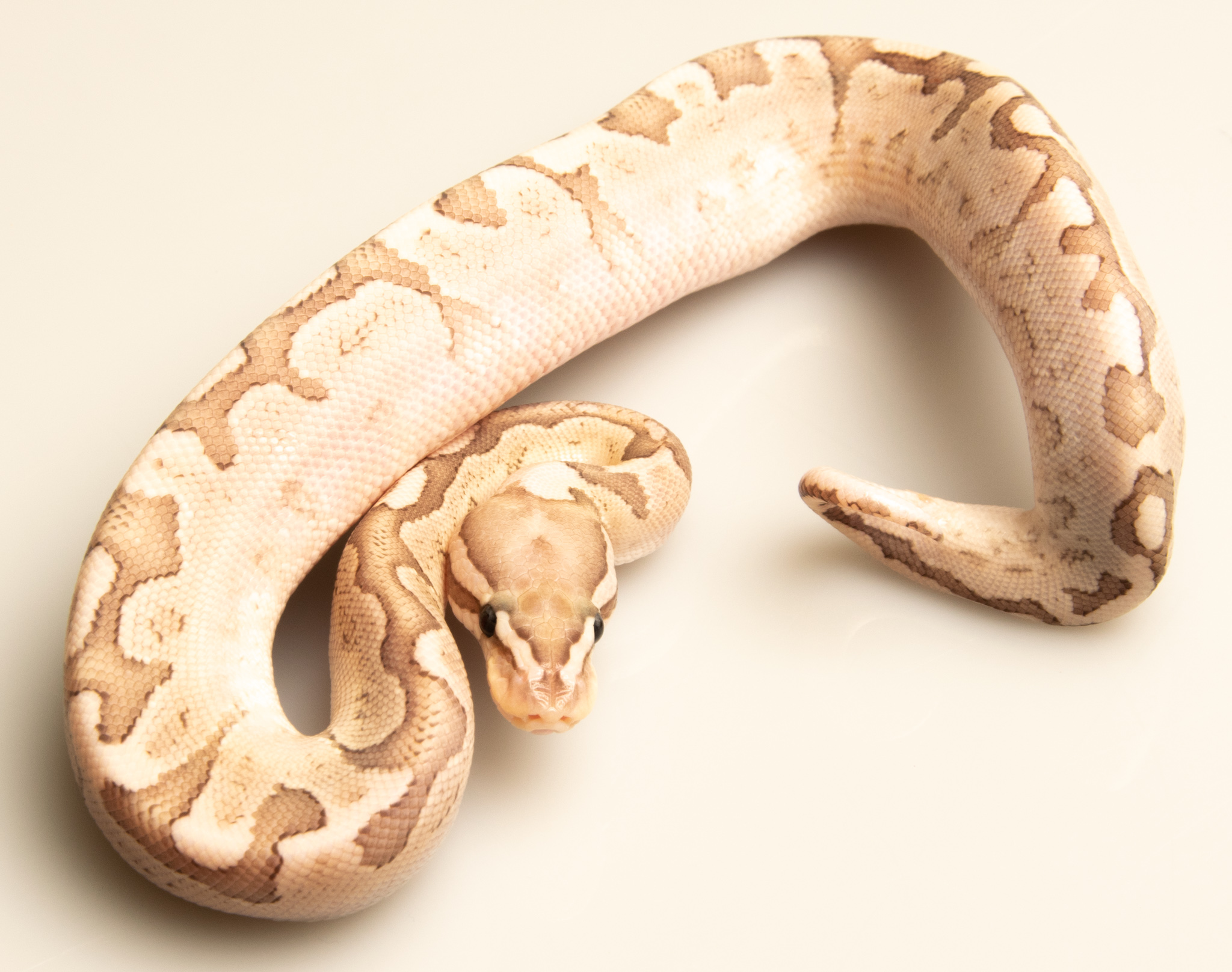 Python regius - Python royal Boutique Terrario Center