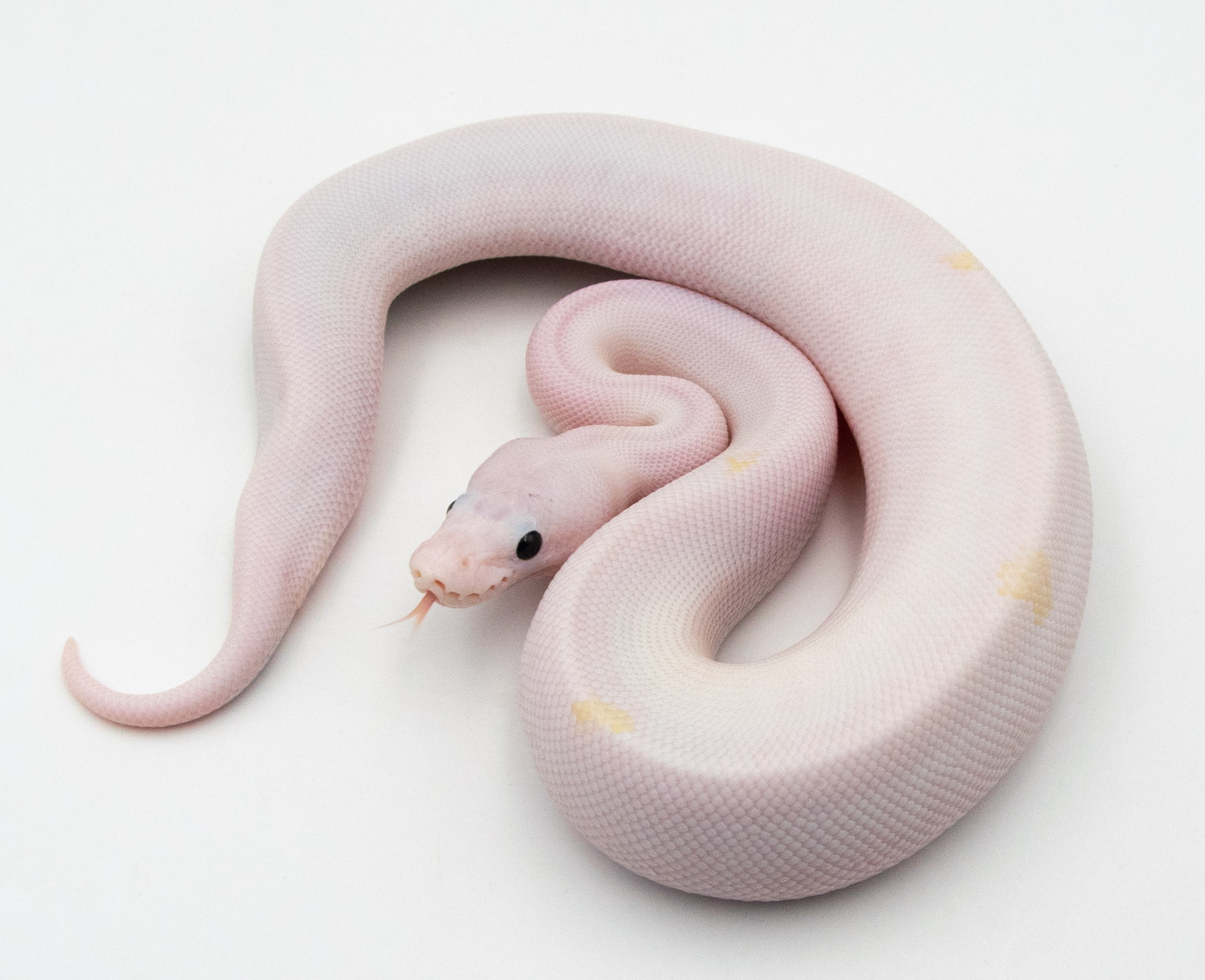 Python regius Super Fire