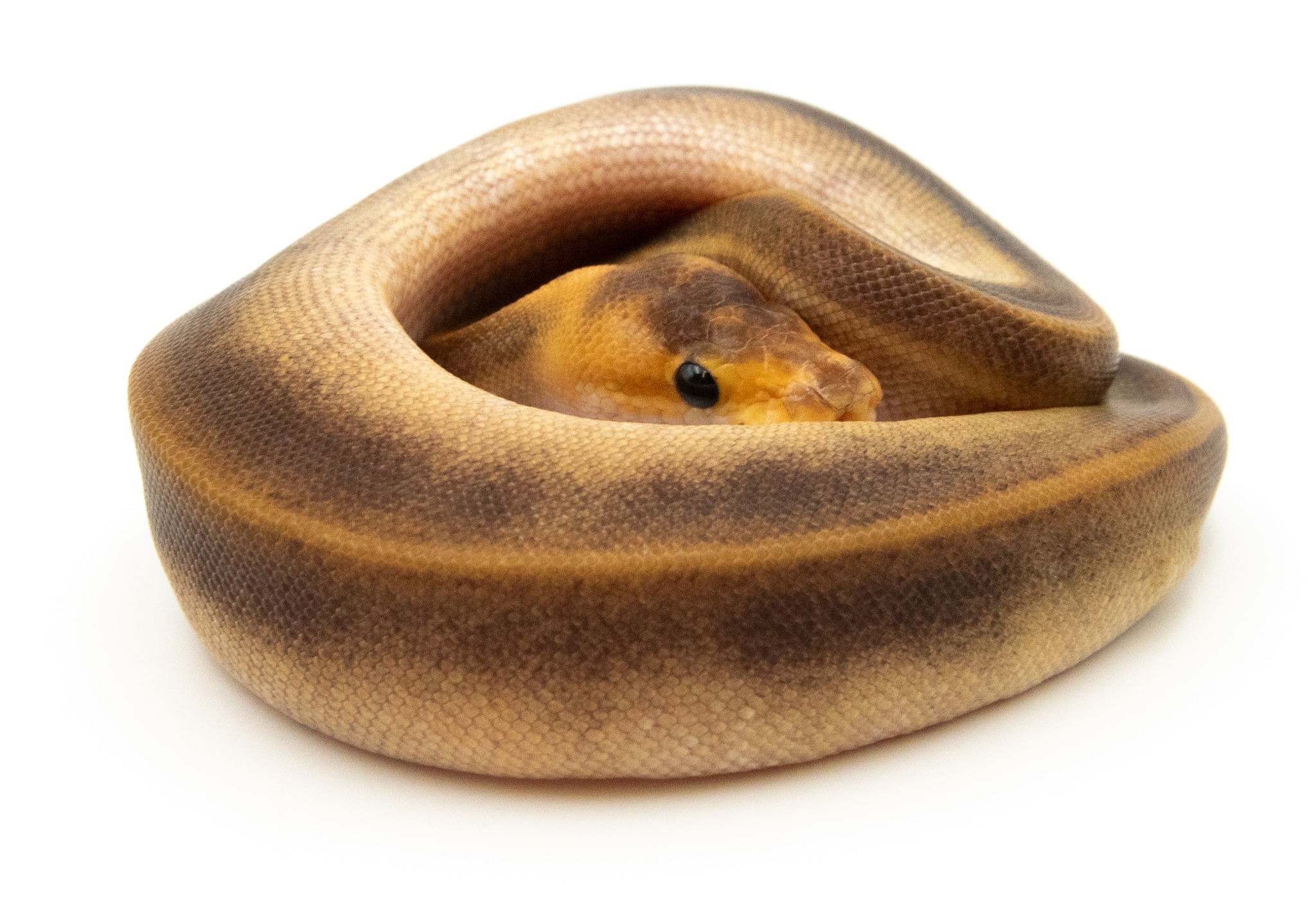 Python Regius Champagne Pinstripe