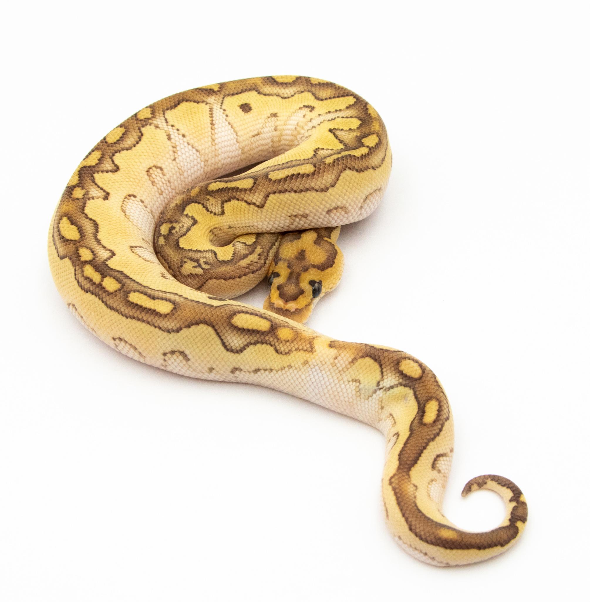 Python regius - Python royal Boutique Terrario Center