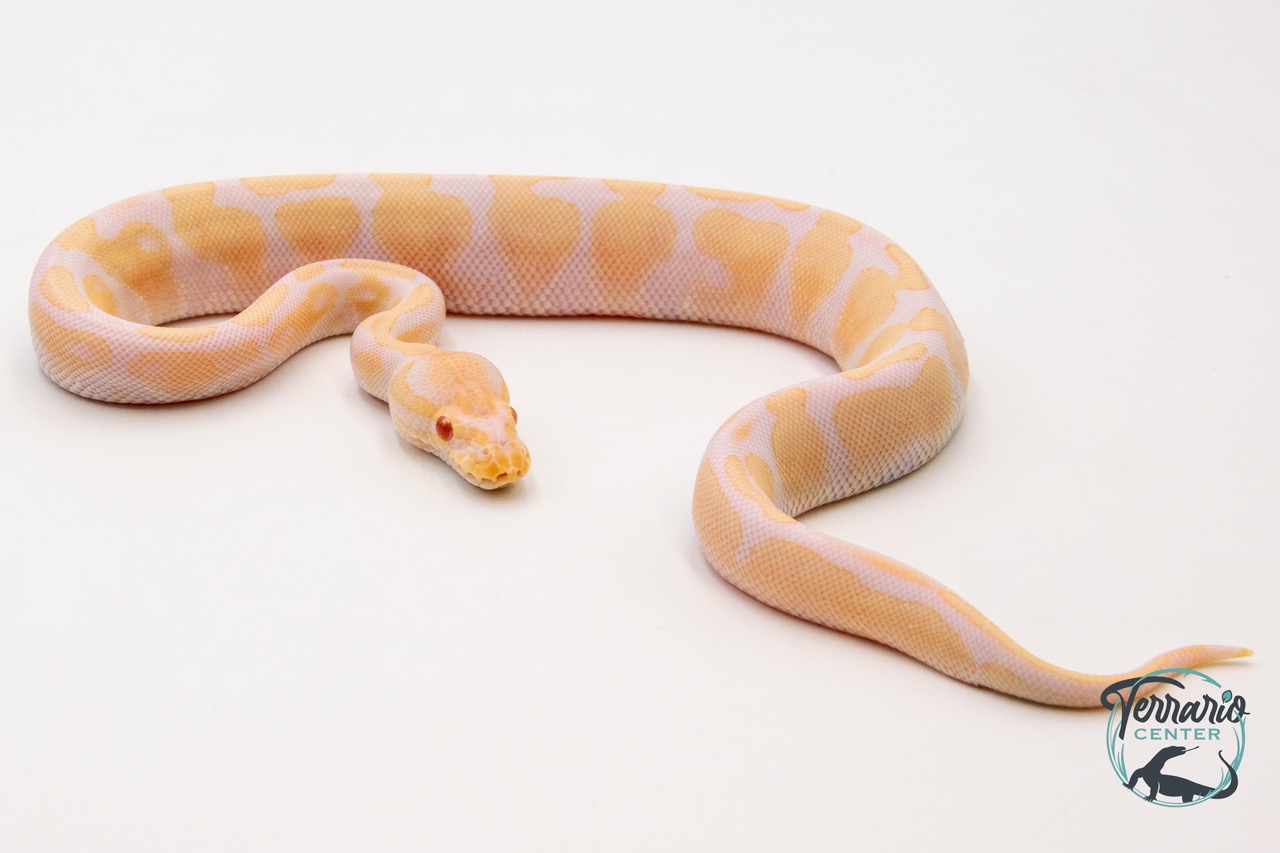 Python regius Albinos