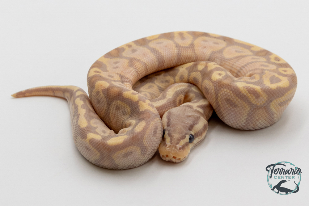 Python regius Banana Pastel