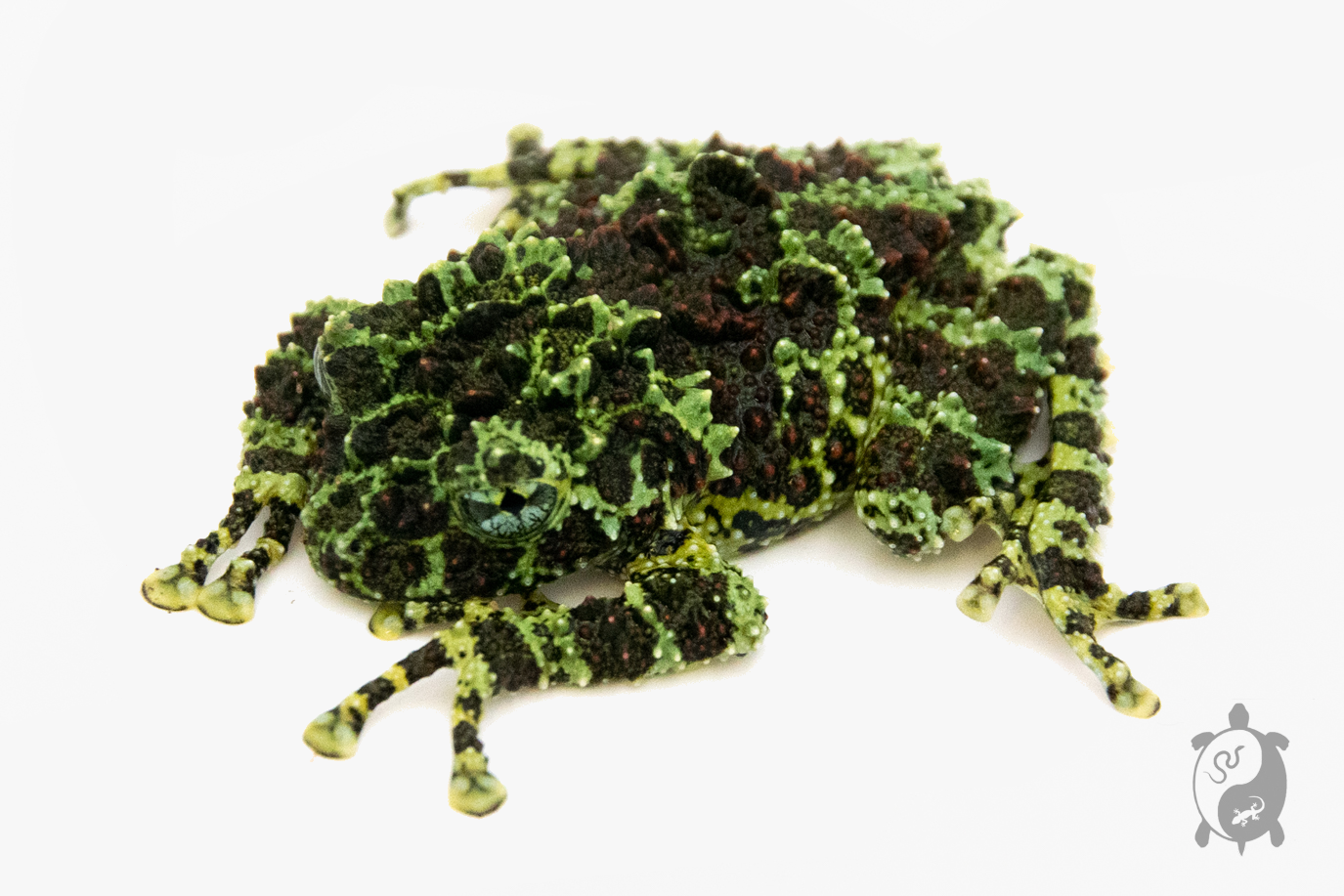 Theloderma corticale