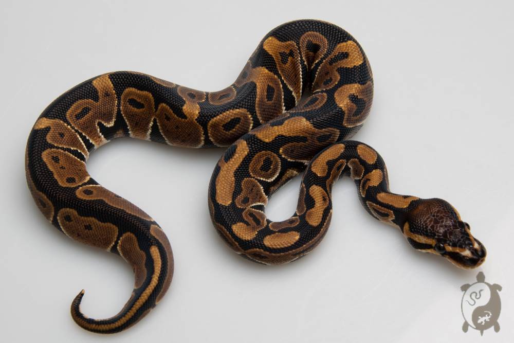 Python regius Scaleless Head