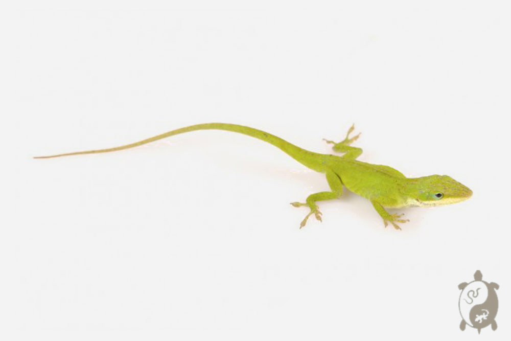 Anolis carolinensis - Anolis vert