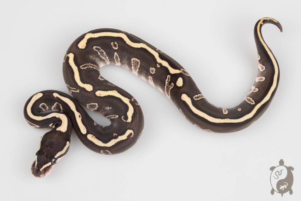 Python regius - Python royal Boutique Terrario Center