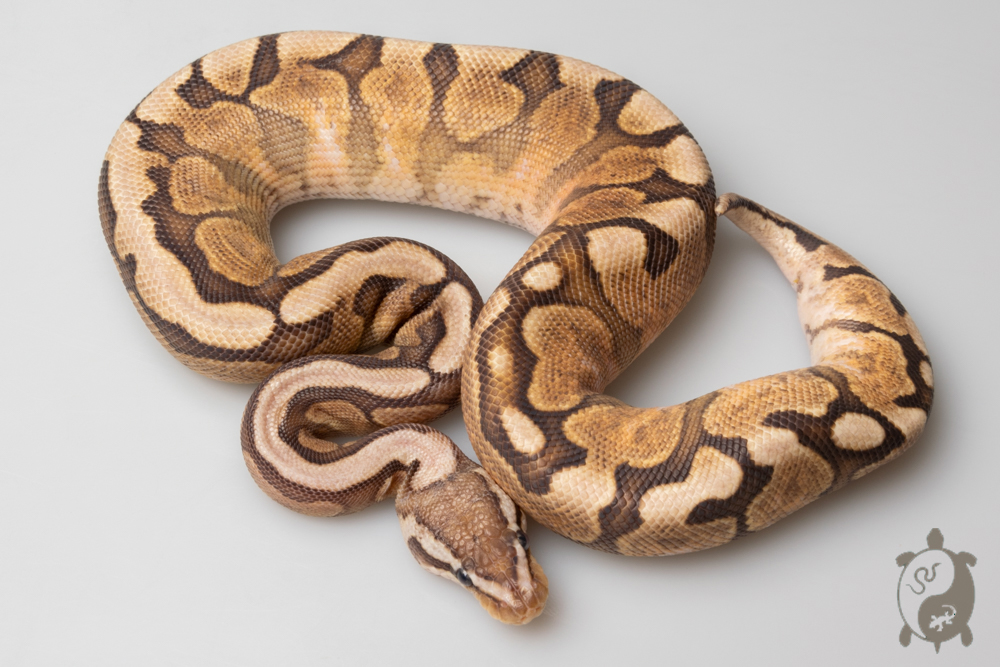 Python regius GHI Black Pastel Spider
