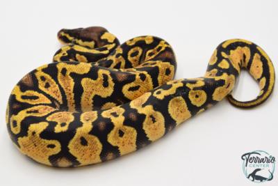 Python regius Pastel Yellow Belly