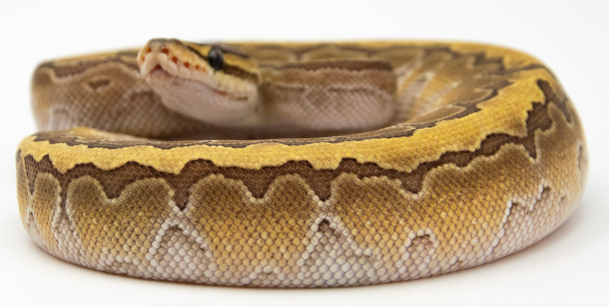 Python regius Butter Pinstripe