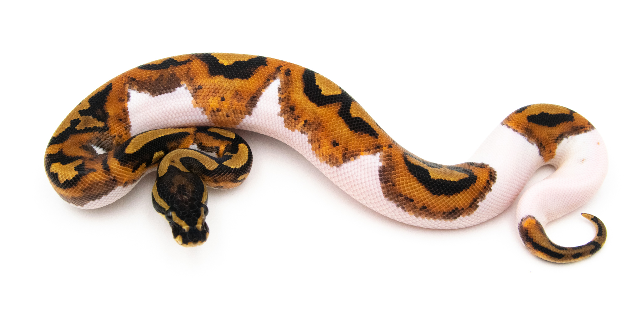 Python regius Piebald