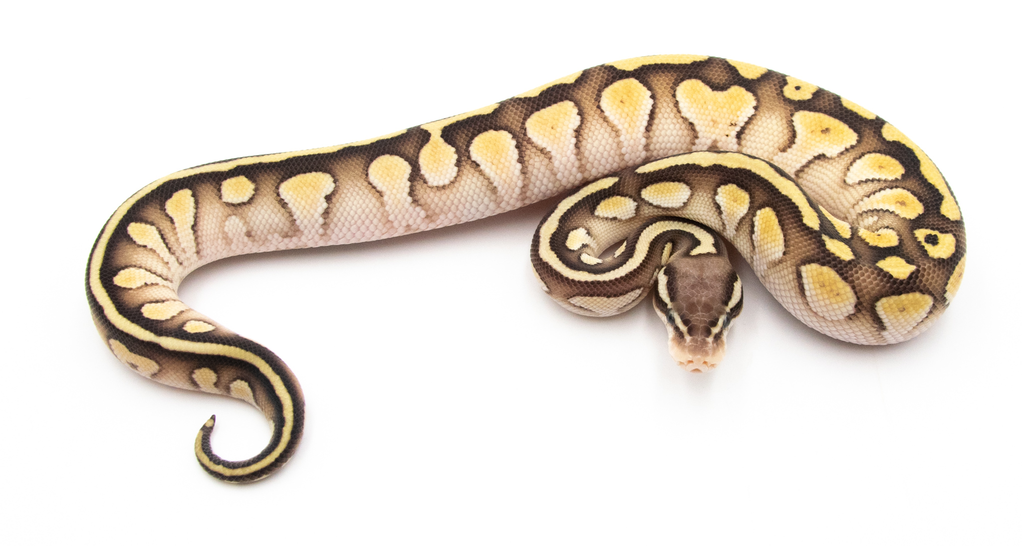 Python regius - Python royal Boutique Terrario Center