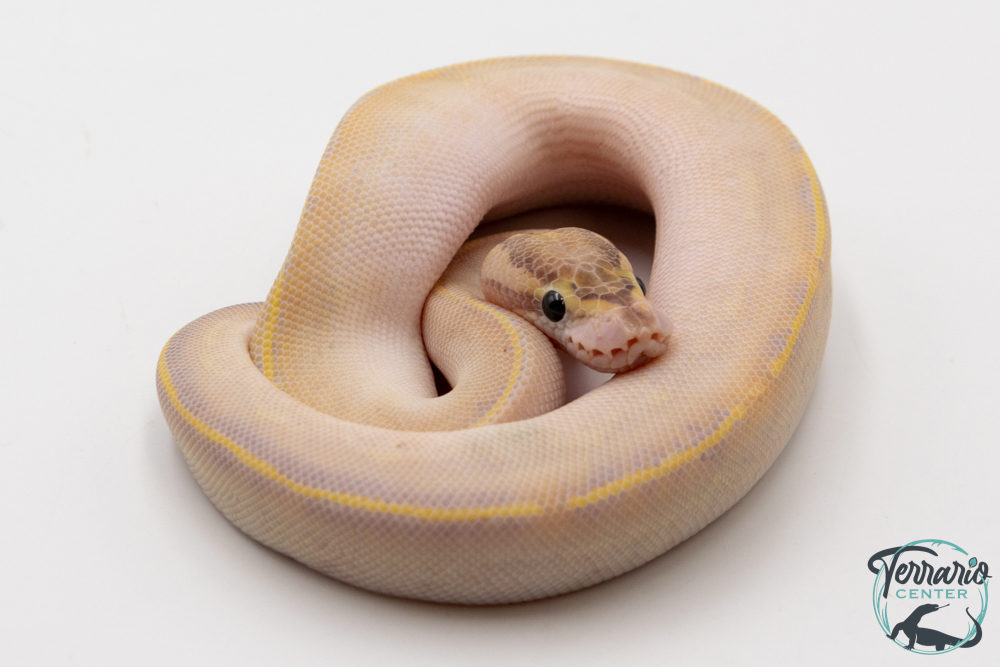 Python regius Ivory