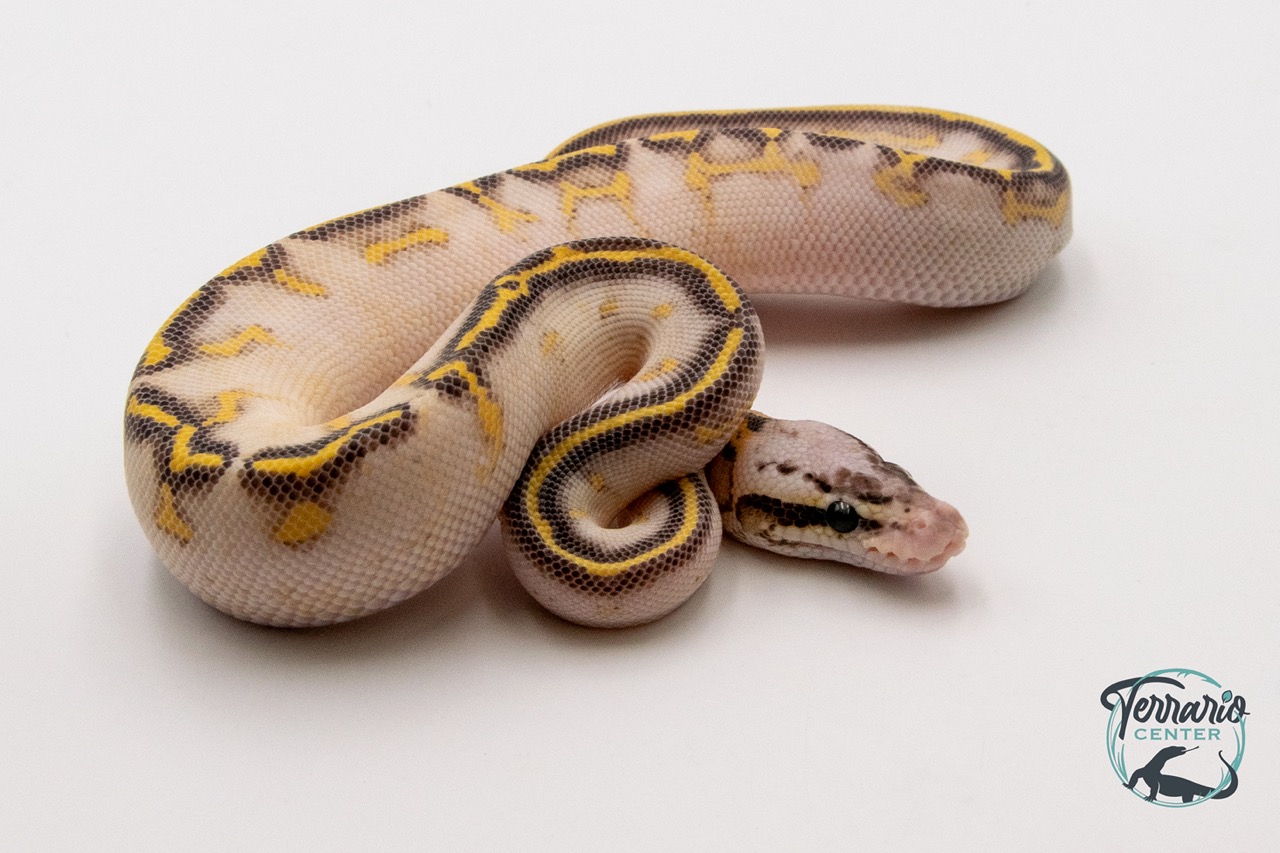 Python regius Pastel Highway