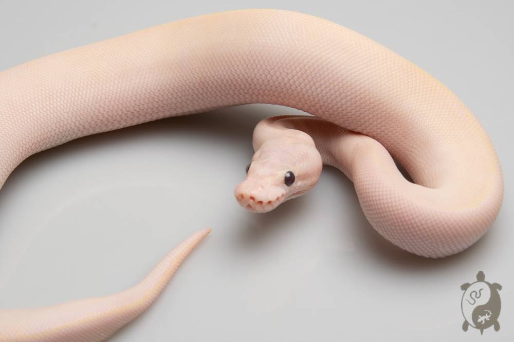 Python regius Banana Ivory