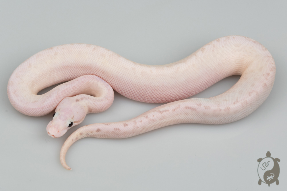 Python regius Ivory Bumblebee