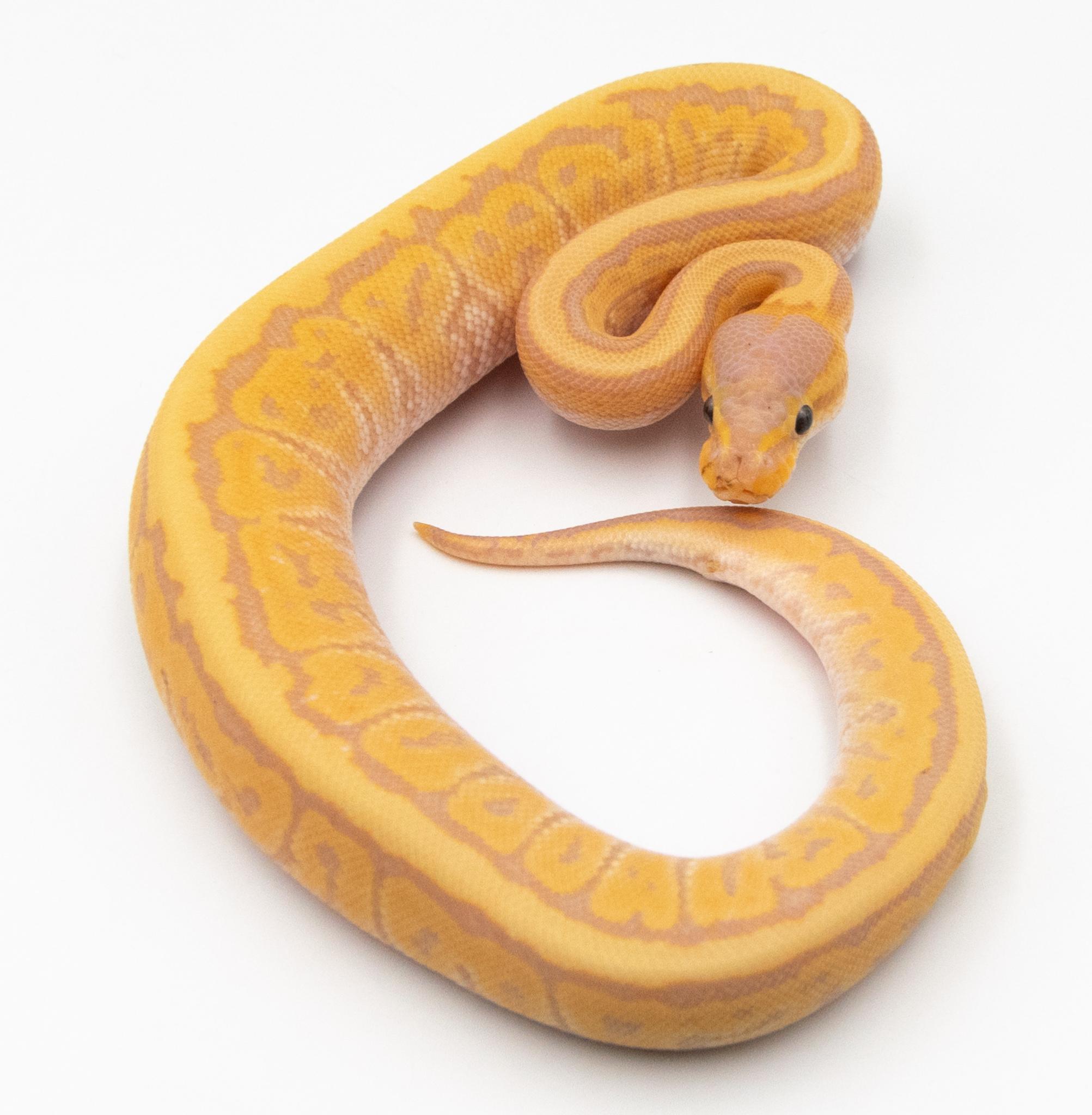 Python regius Banana Phantom Pinstripe
