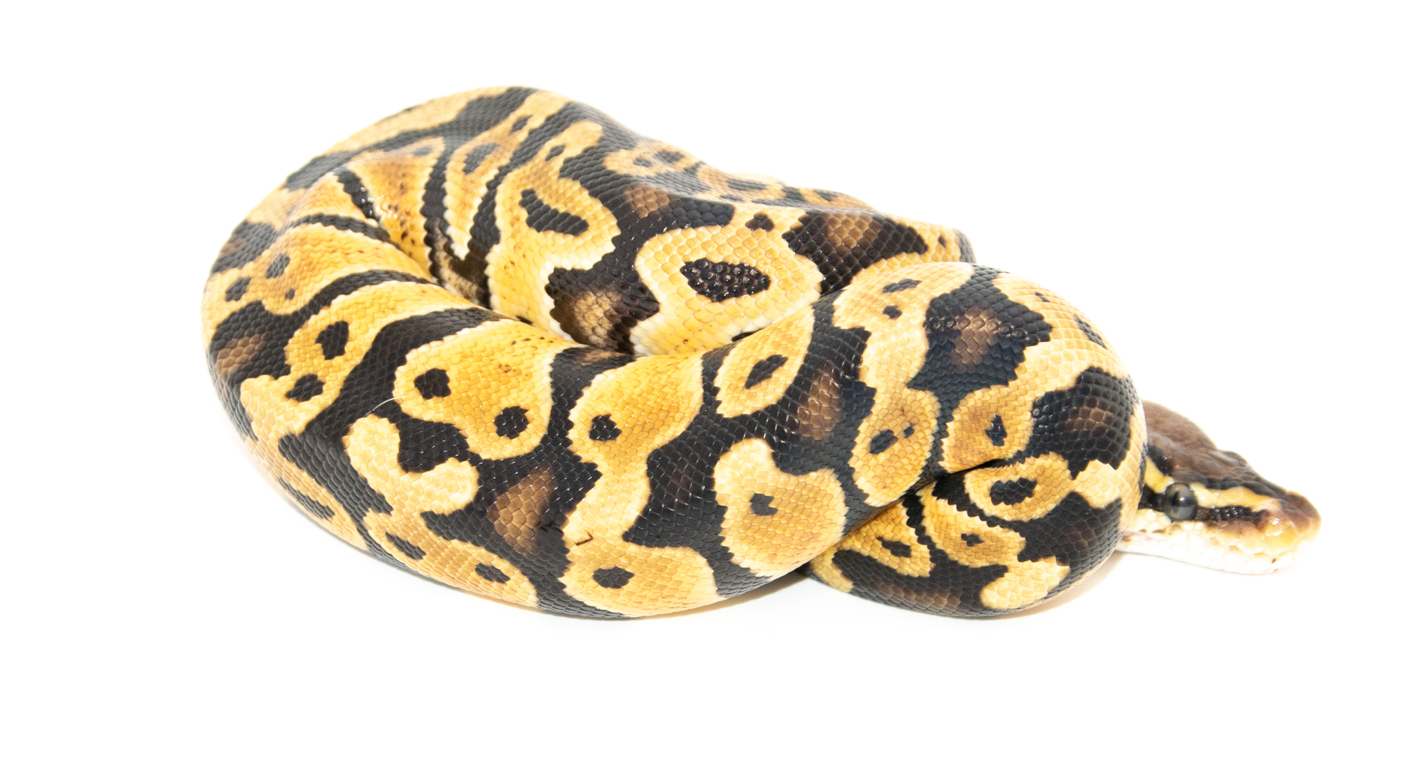 Python regius Pastel