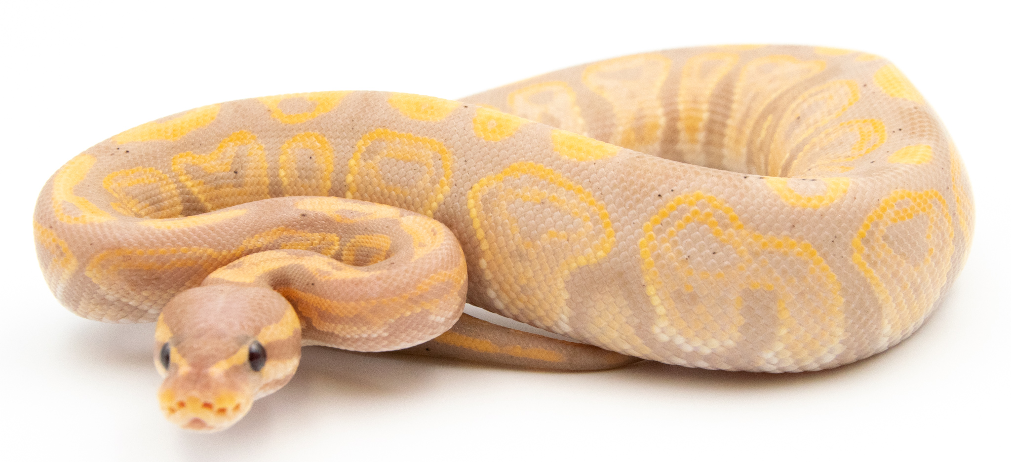 Python royal - Python regius Banana Black Pastel